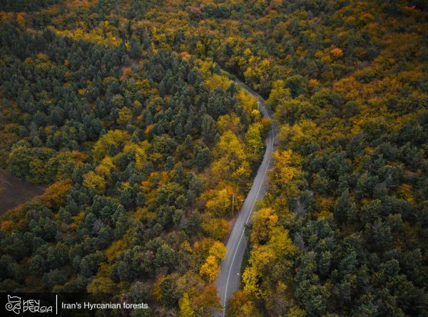 The Hyrcanian forests in Iran - HEY PERSIA