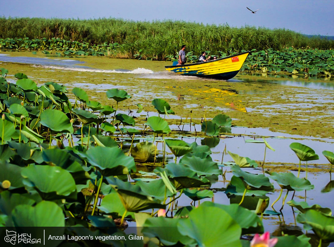 Anzali Lagoon in Iran - HEY PERSIA