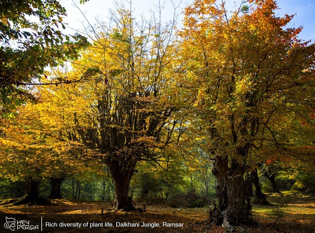 Dalkhani Jungle in Iran: A Natural Treasure - HEY PERSIA