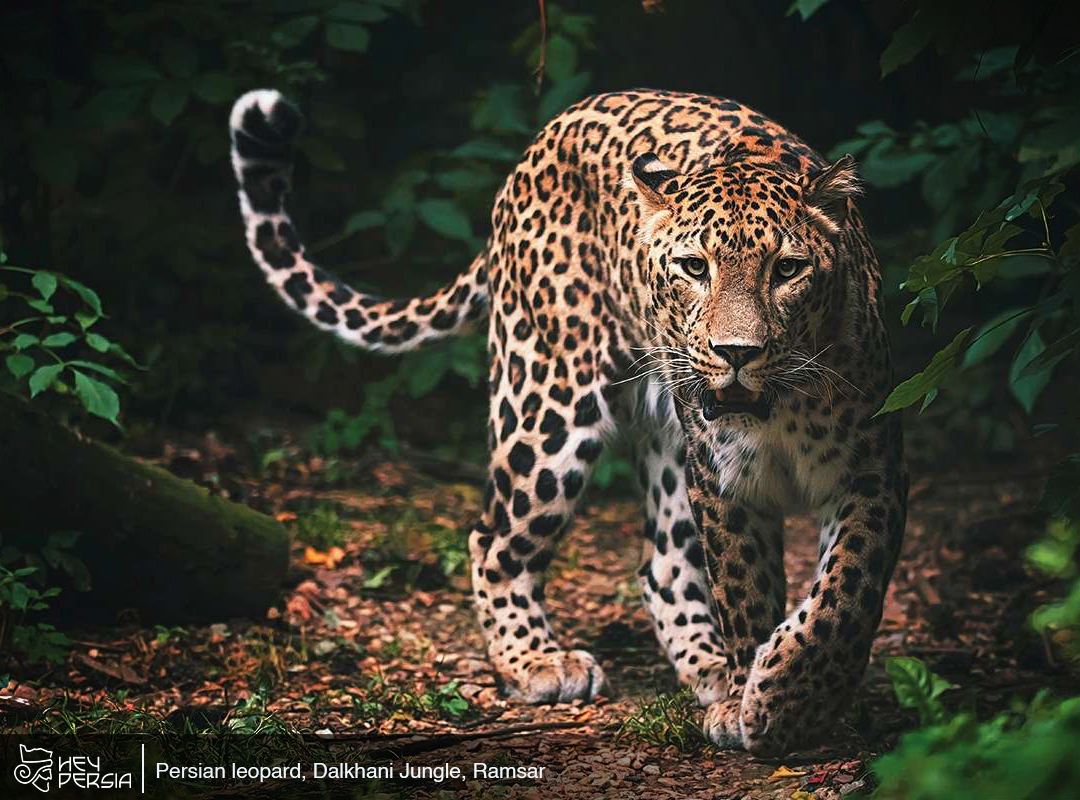Dalkhani Jungle in Iran: A Natural Treasure - HEY PERSIA