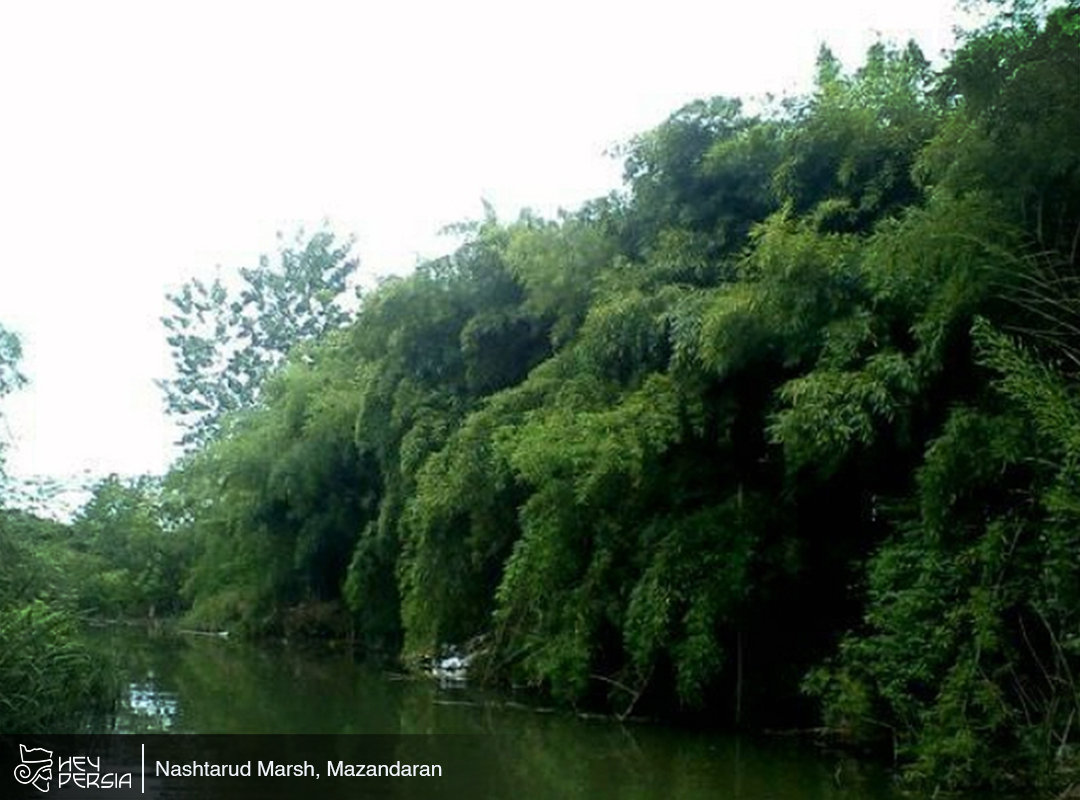 Nashtarud Marsh in Iran: Preserving Nature's Splendor - HEY PERSIA