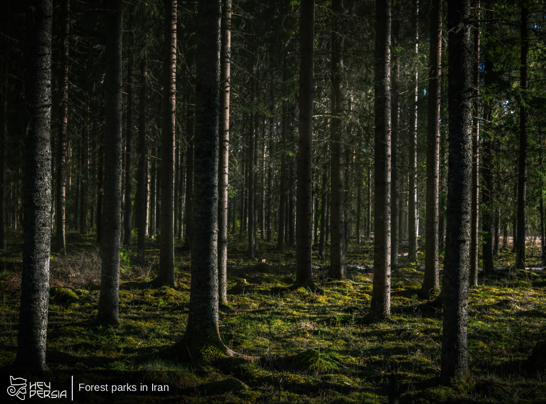 Forest Parks in Iran - HEY PERSIA