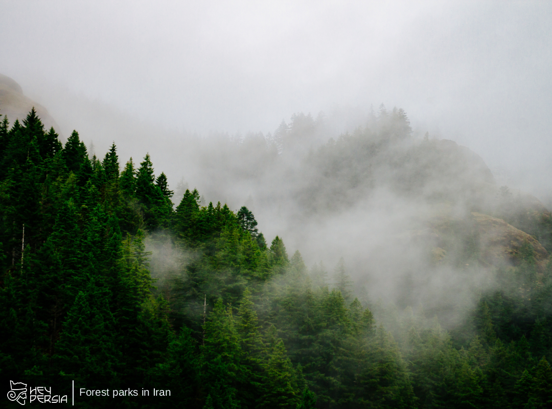 Forest Parks in Iran - HEY PERSIA